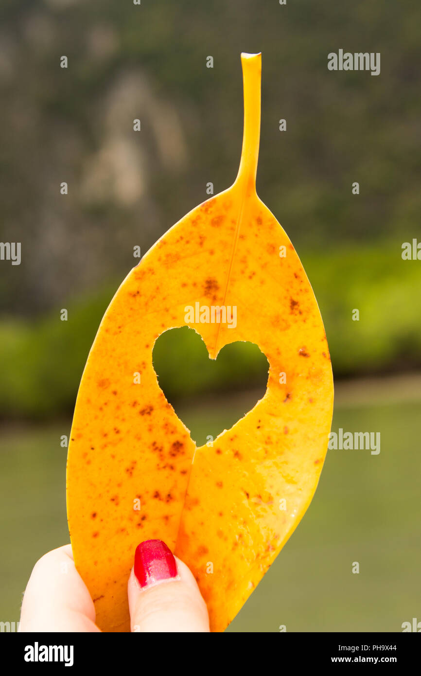 beautiful heart yellow leaf, mango love in Thailand Stock Photo - Alamy