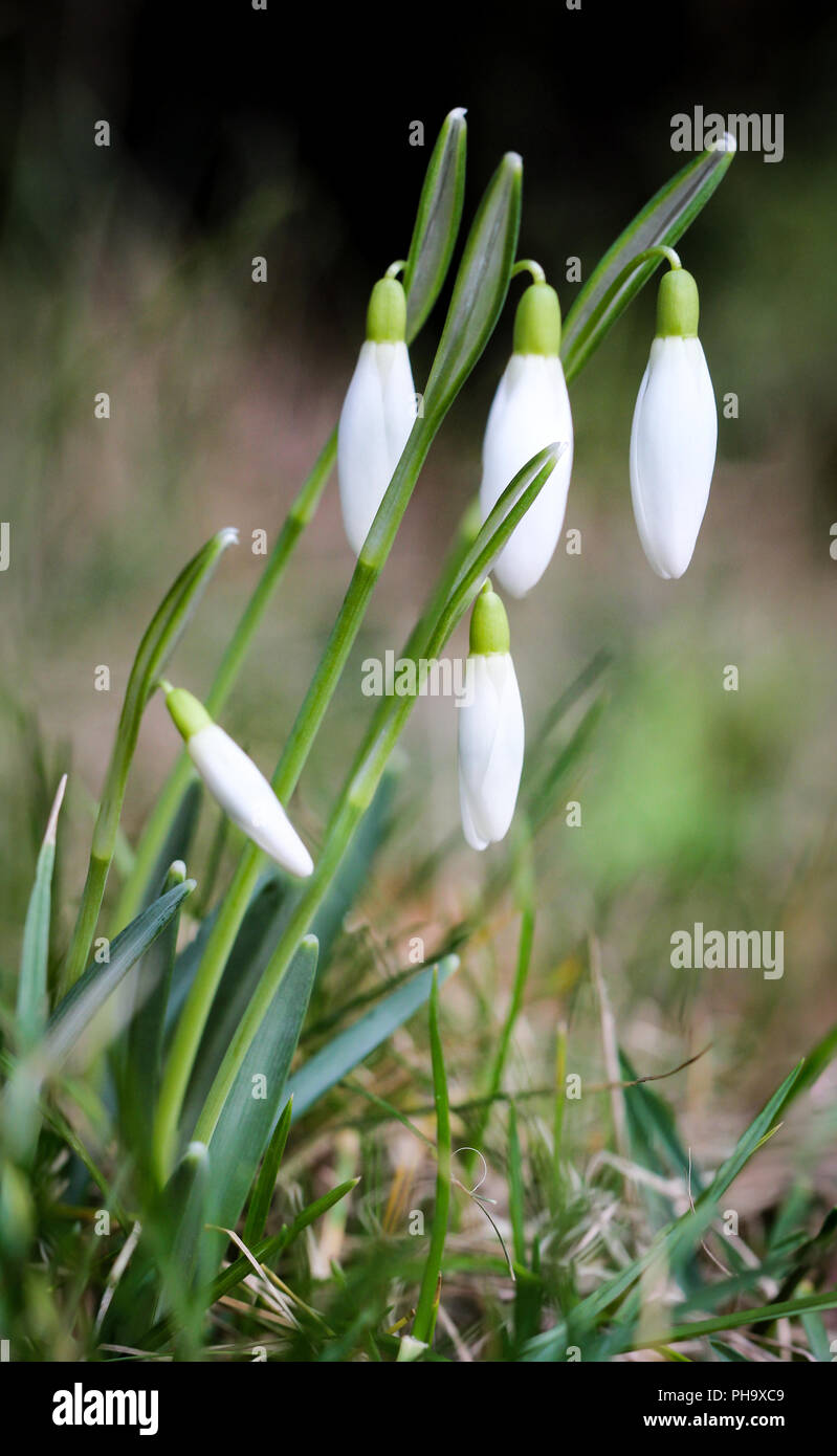 Snowdrop galanthus sp hi-res stock photography and images - Alamy