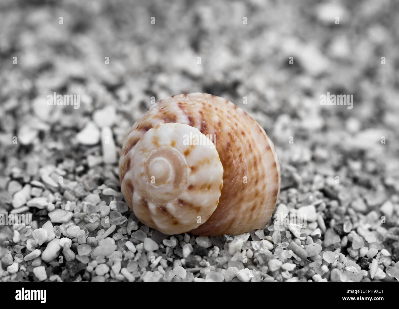 Neverita didyma hi-res stock photography and images - Alamy