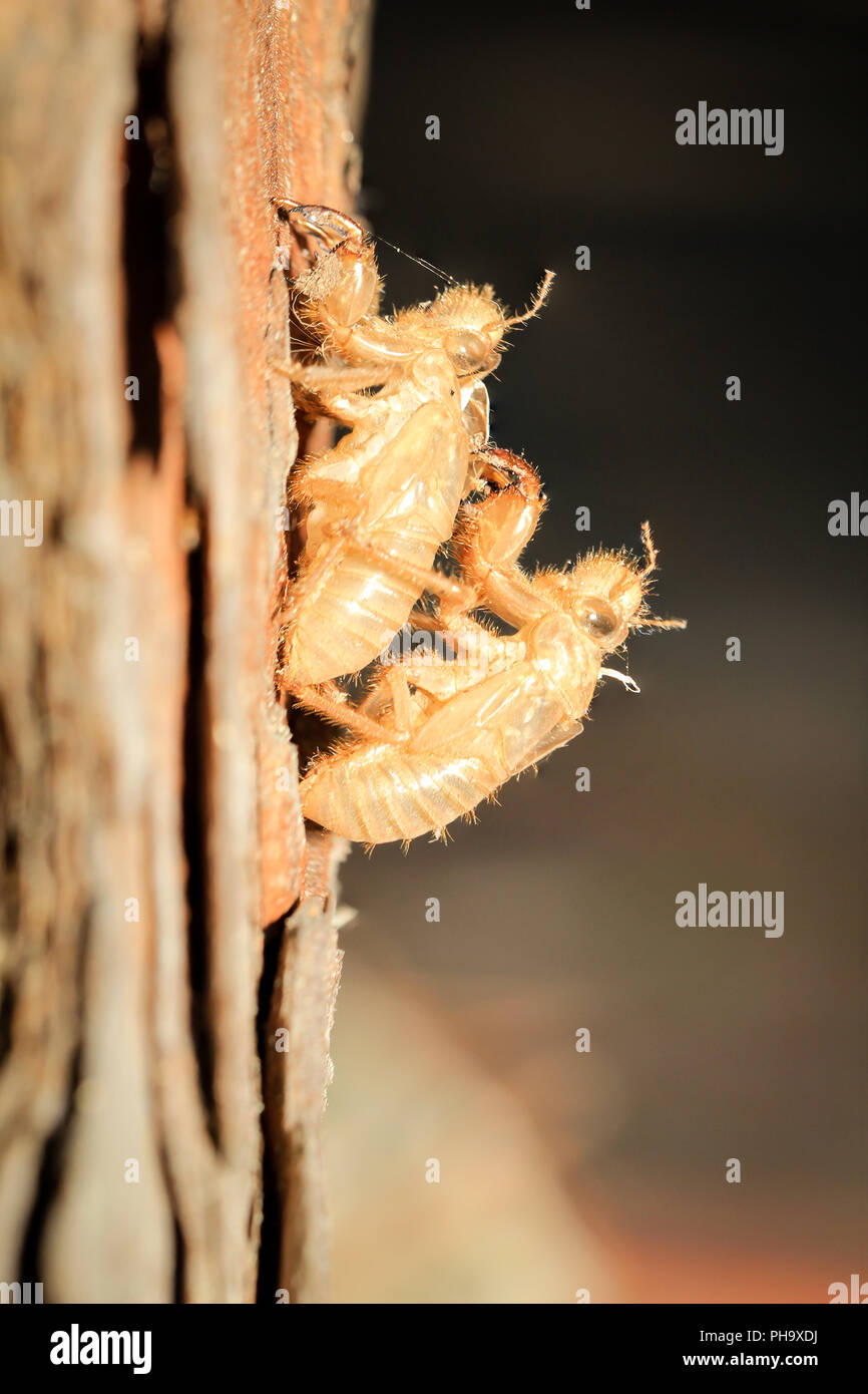 Shells of two dead cicadas, nature, southern Europe Stock Photo - Alamy
