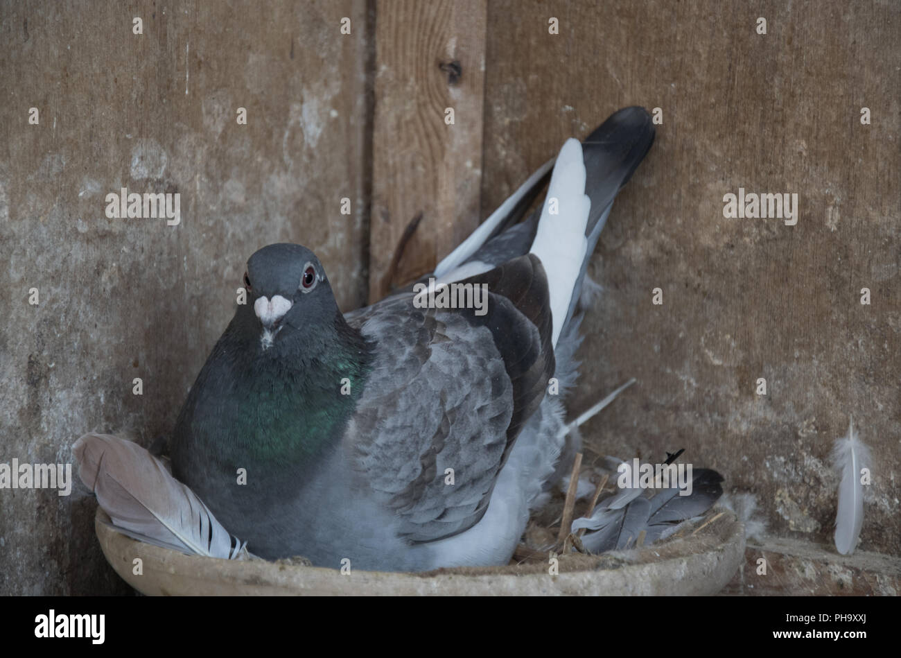 Homing Pigeon Stock Photos & Homing Pigeon Stock Images - Alamy
