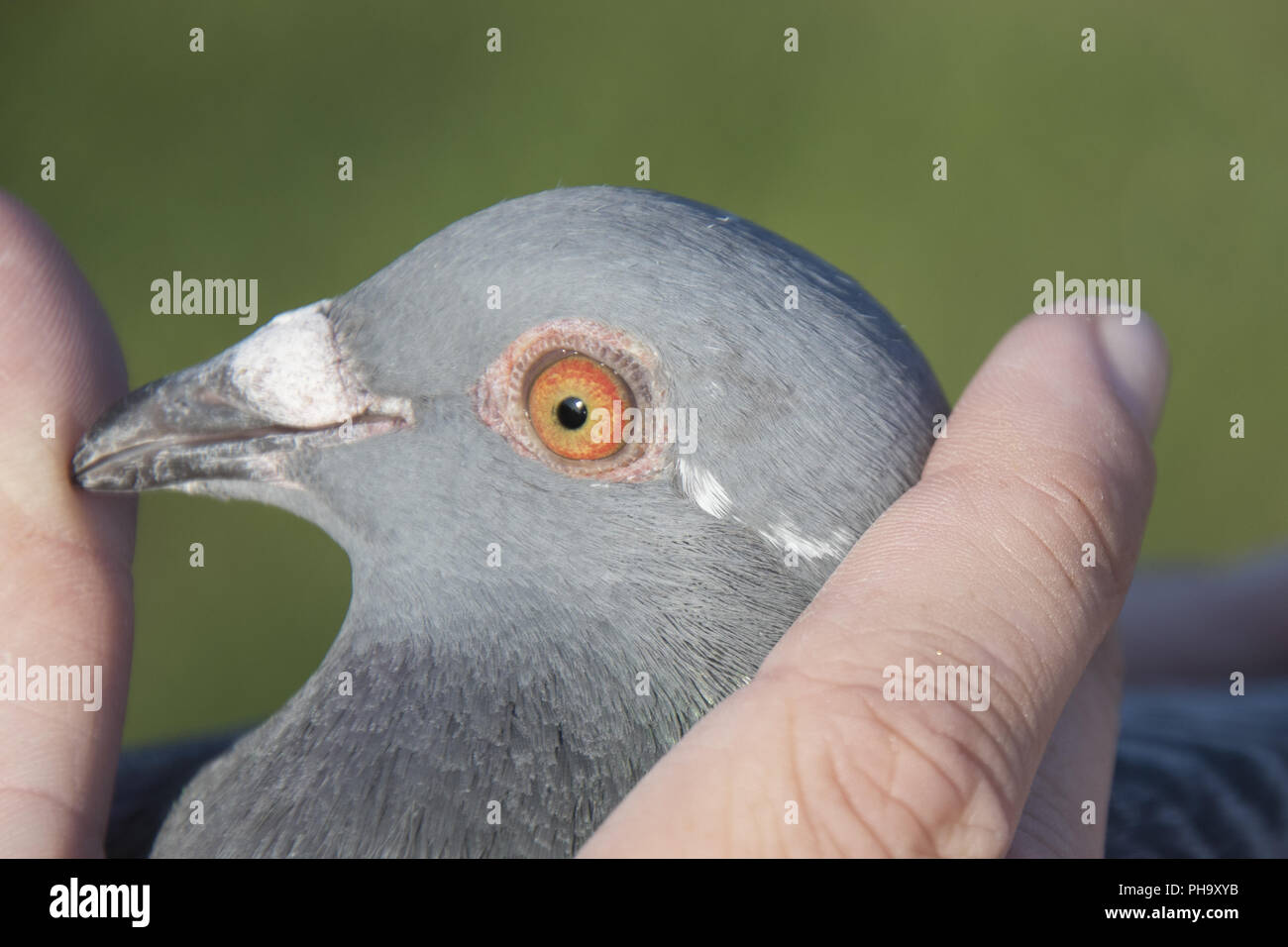 Homing hi-res stock photography and images - Alamy