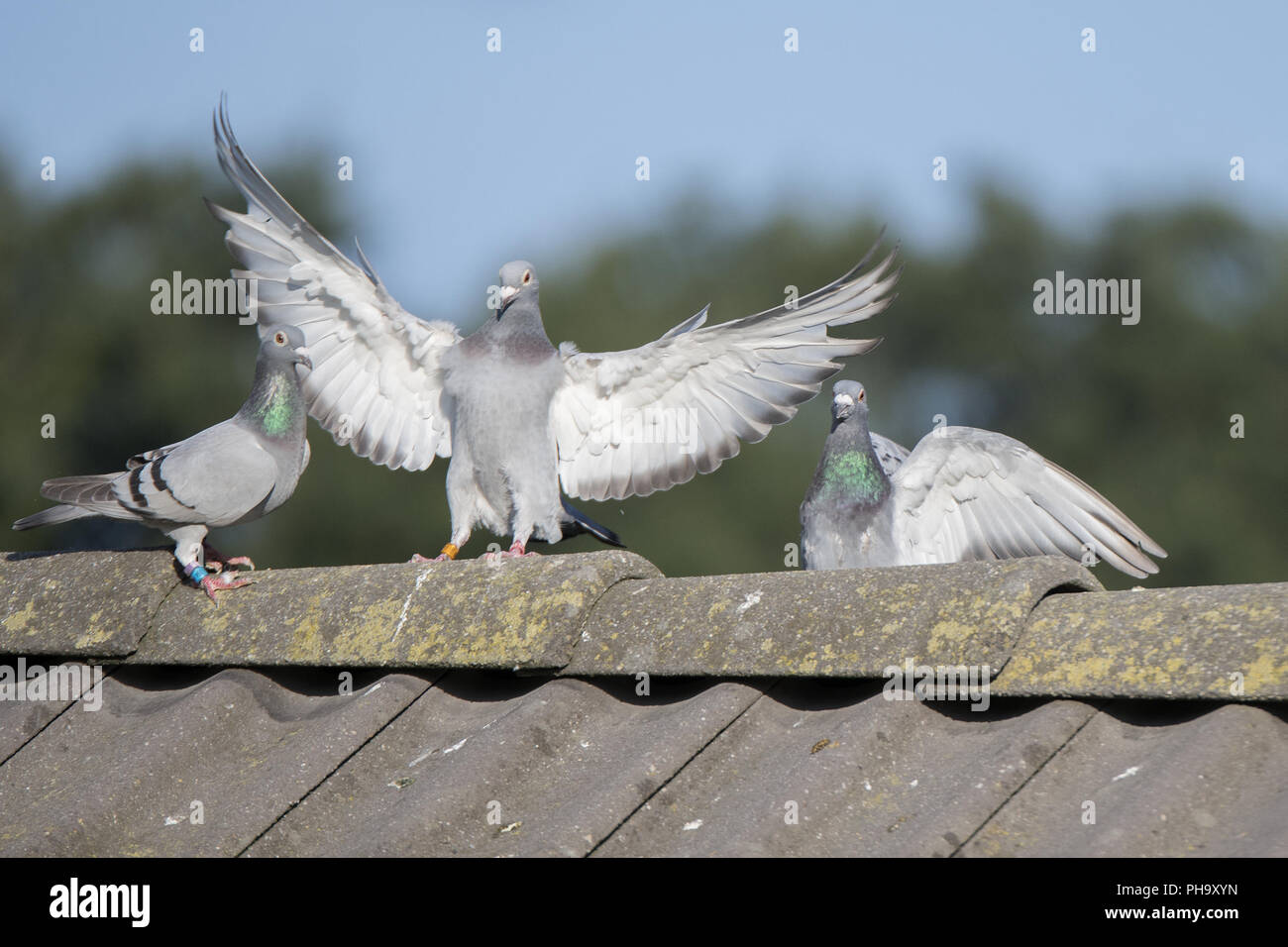 Homing pigeons hi-res stock photography and images - Alamy