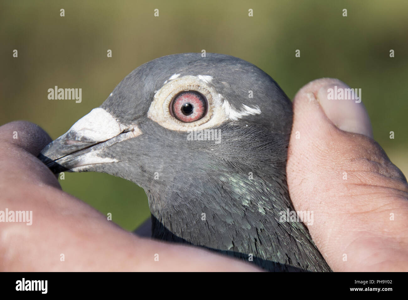 Homing pigeon hi-res stock photography and images - Alamy