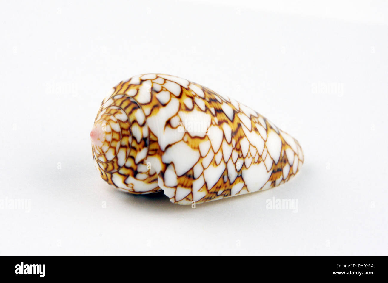 Elongated shells hi-res stock photography and images - Alamy