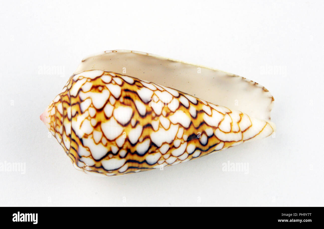 White shells in the shape of an elongated spiral on a white background ...