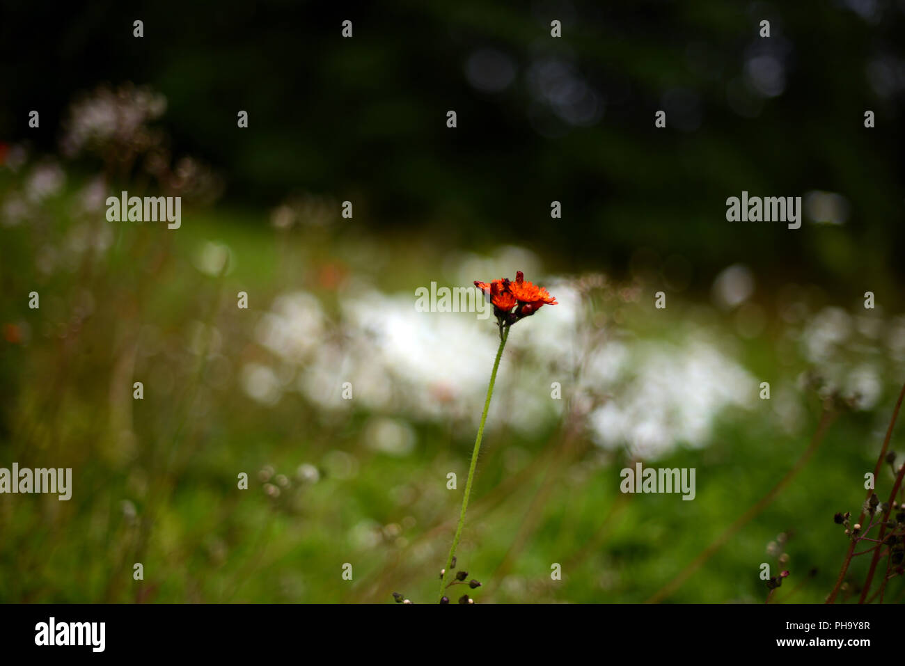 Single flower standing hi-res stock photography and images - Alamy