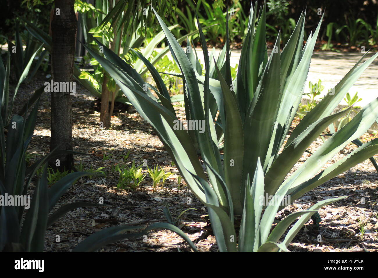 Maguey illustration hi-res stock photography and images - Alamy