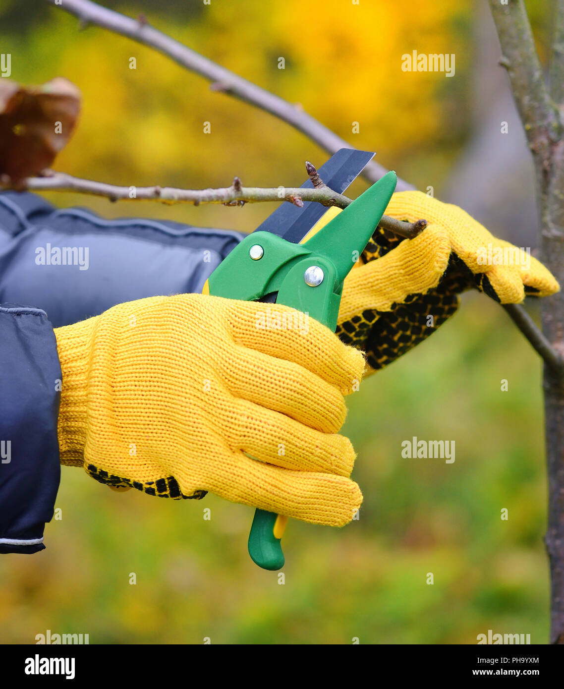 Autumn glove hand tree leaf hi-res stock photography and images - Alamy