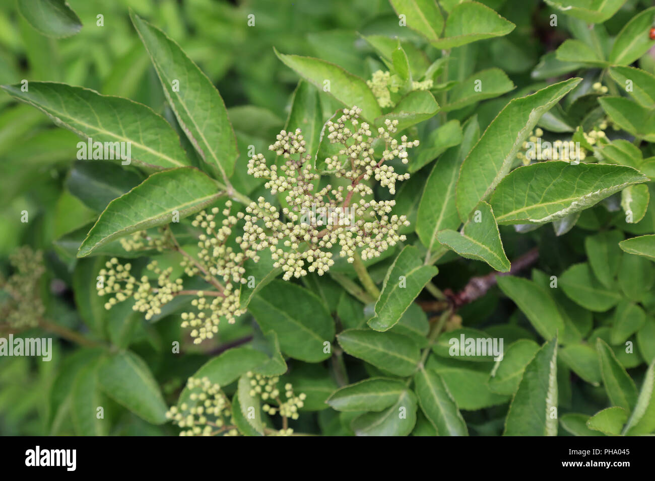 Flower buds of black elder, Sambucus nigra Stock Photo - Alamy