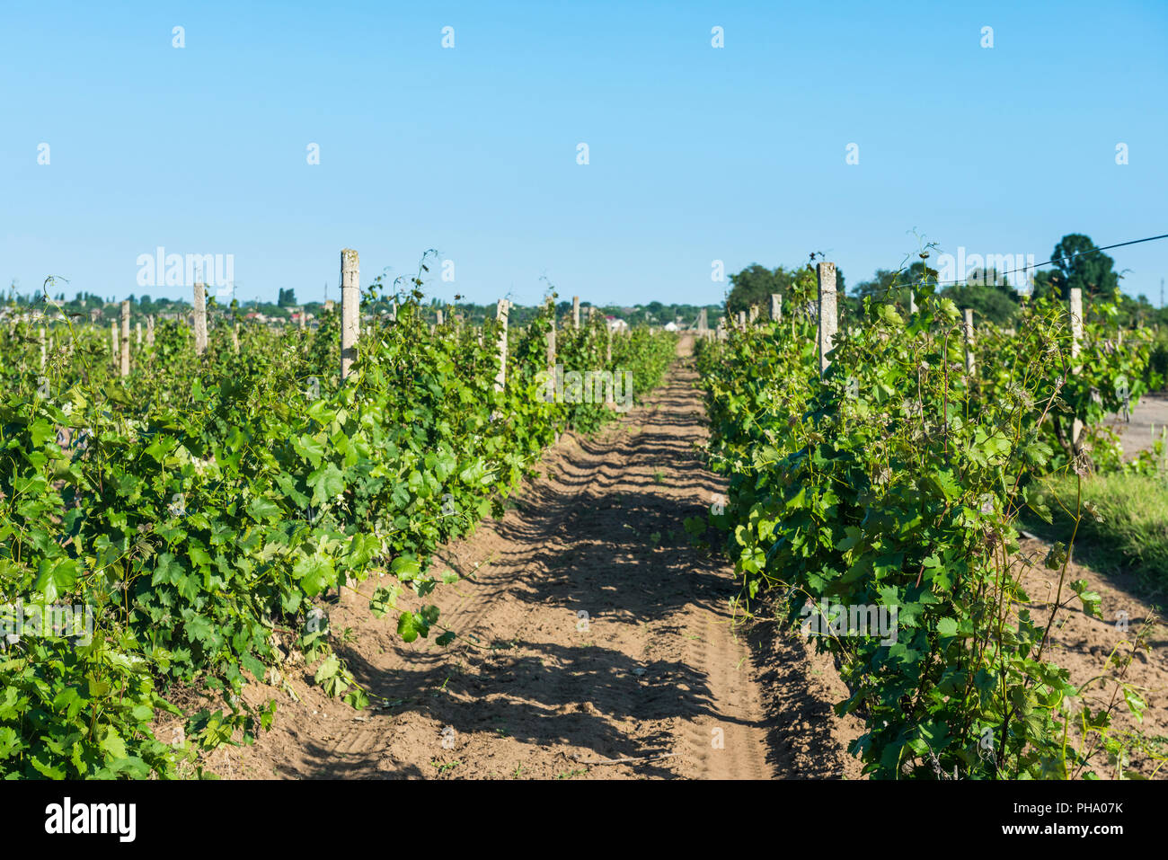 Vineyards in the Shabo winery, Black Sea, Ukraine, Europe Stock Photo ...