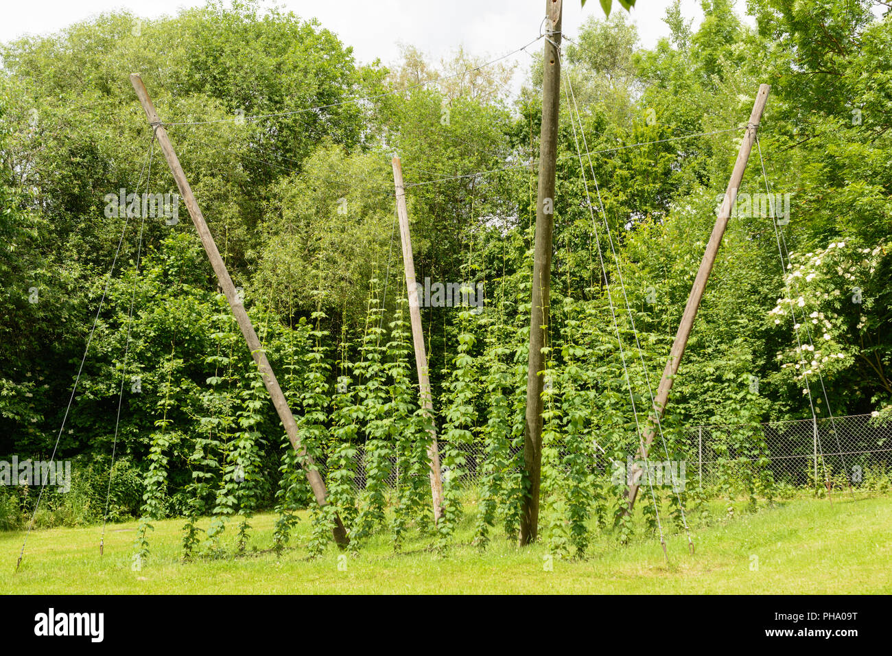Grading aid for hops cultivation in the spring - Austria Stock Photo ...