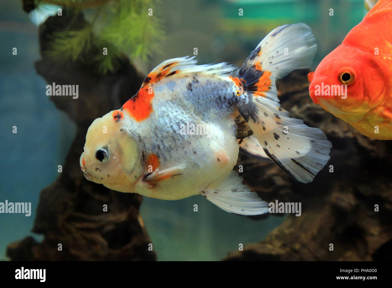 Goldfish Oranda, Carassius auratus Stock Photo - Alamy