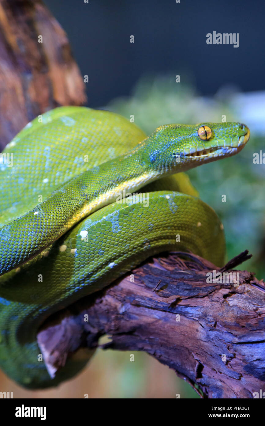 Green tree python head hi-res stock photography and images - Alamy
