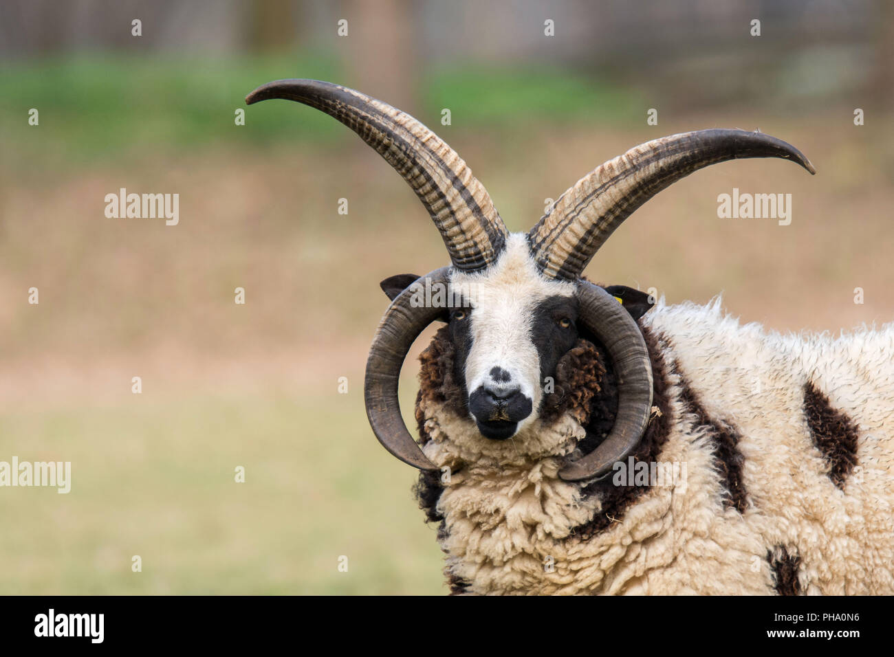 Jakob sheep buck Stock Photo - Alamy
