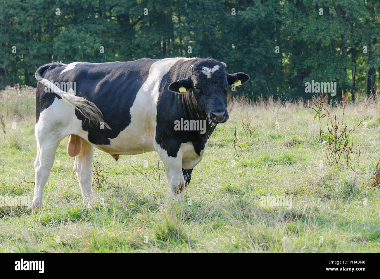 Black pied dairy cattle, bull Stock Photo - Alamy