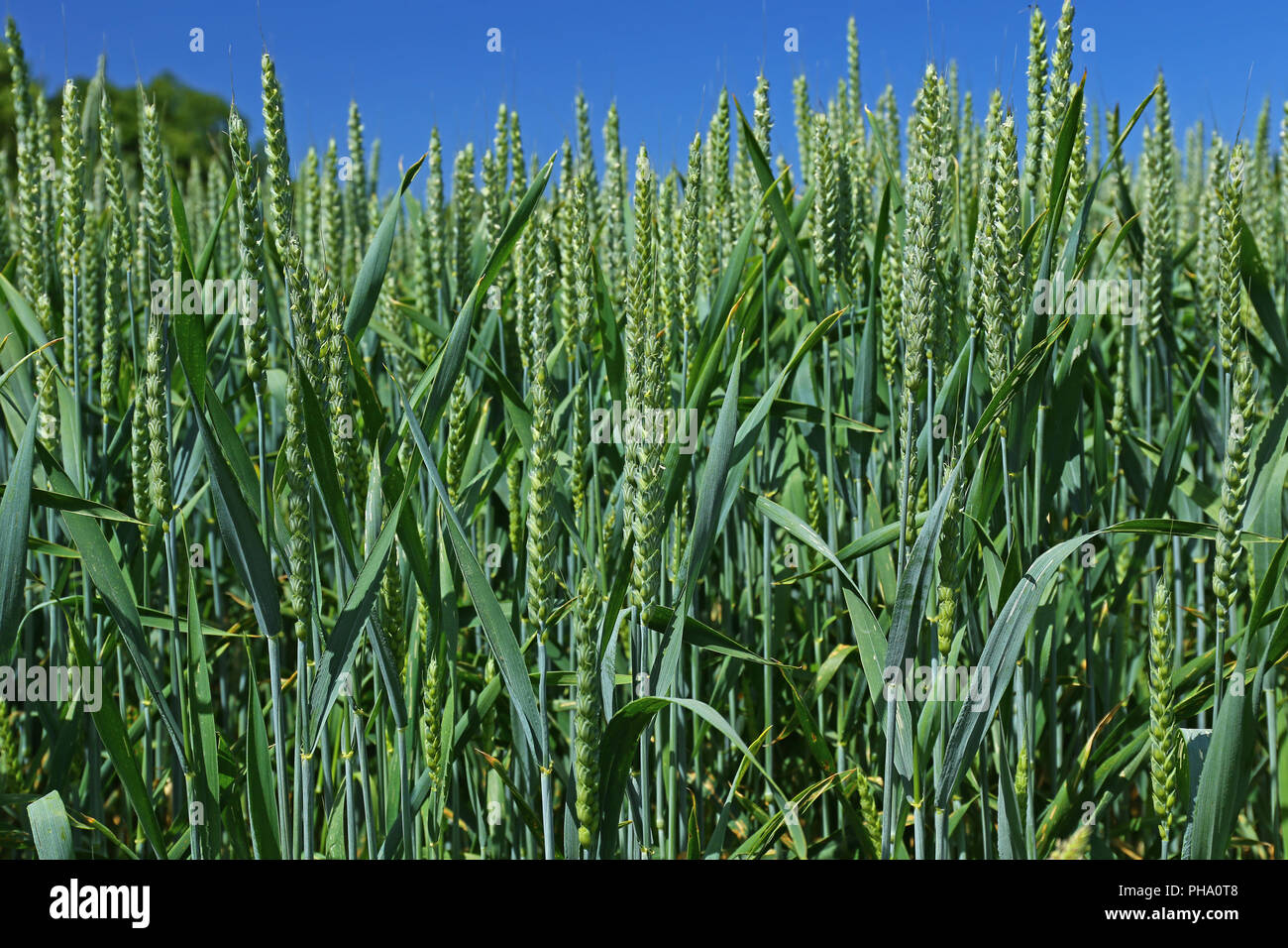 Wheat (Triticum aestivum Stock Photo - Alamy