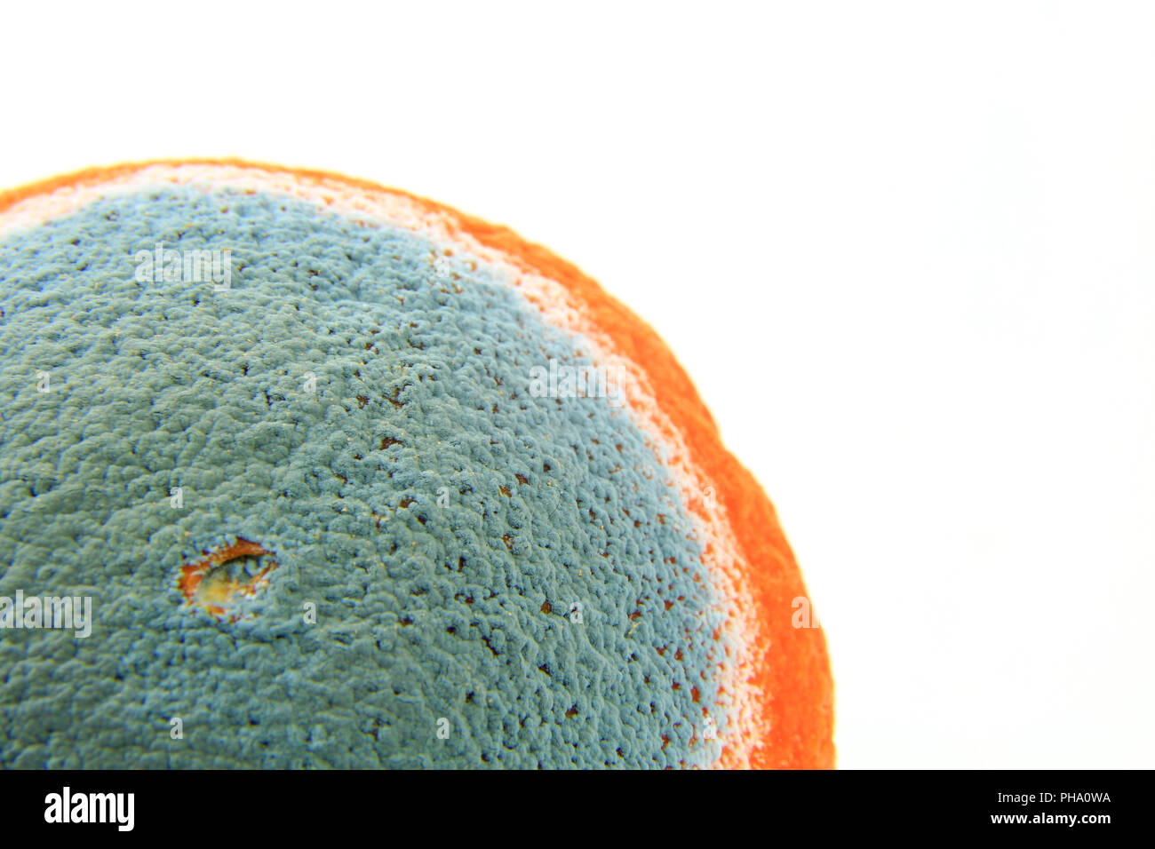 Mold on an orange Stock Photo - Alamy