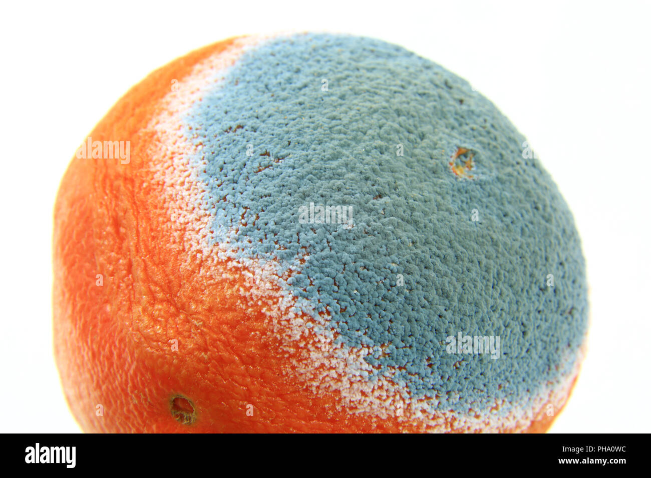 Mold on an orange Stock Photo - Alamy