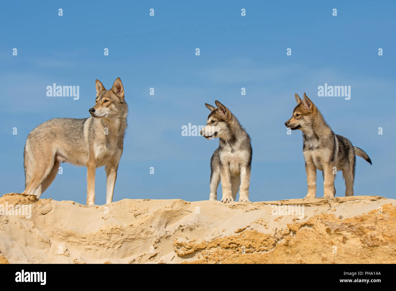 Female with puppies hi-res stock photography and images - Alamy