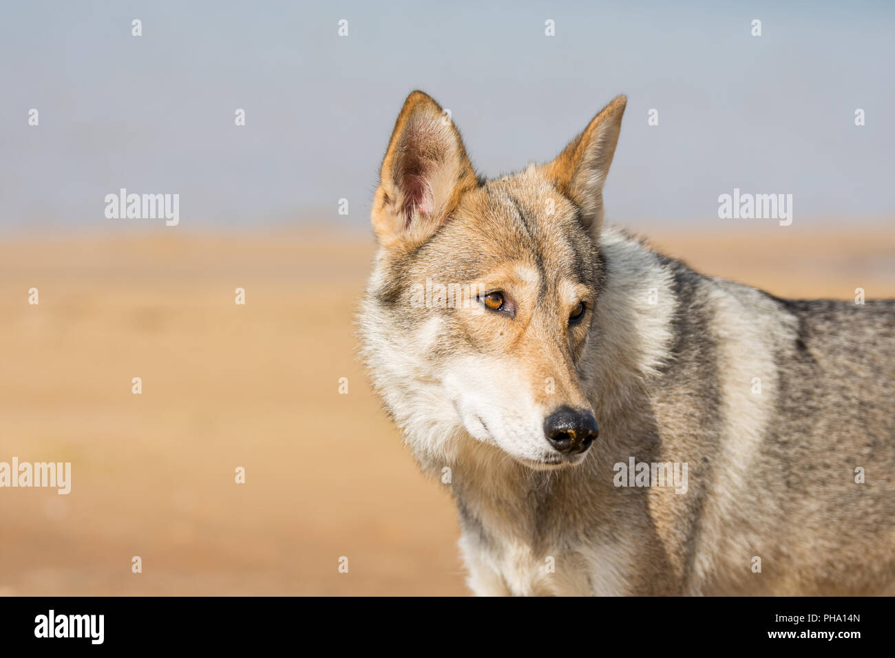 Tamaskan female dog Stock Photo - Alamy