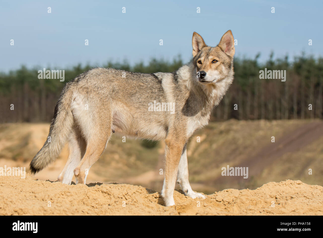 Tamaskan female dog Stock Photo - Alamy