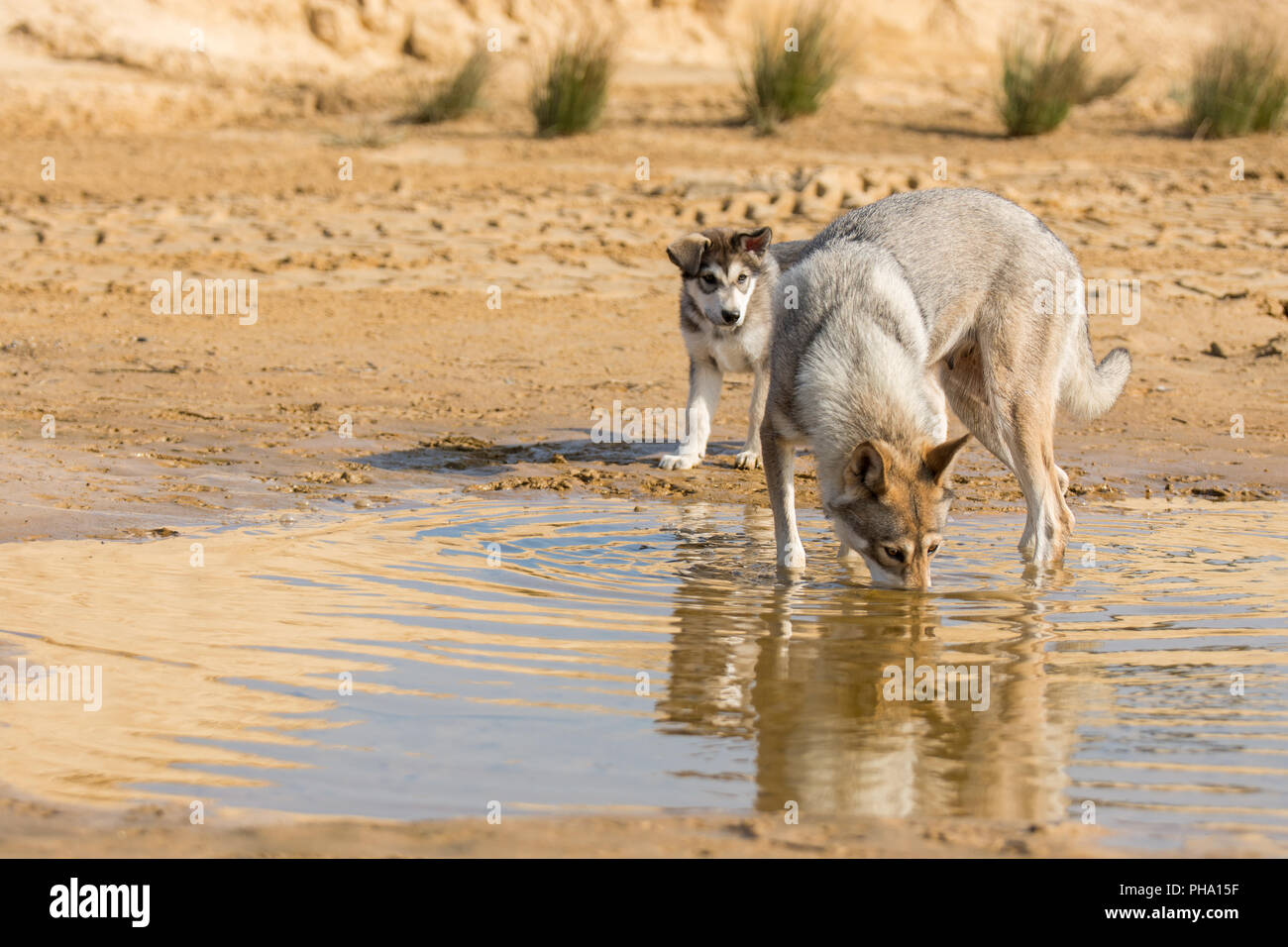 Tamaskan female dog with puppy Stock Photo - Alamy