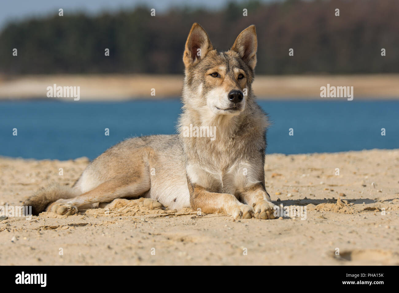 Female dog hi-res stock photography and images - Alamy