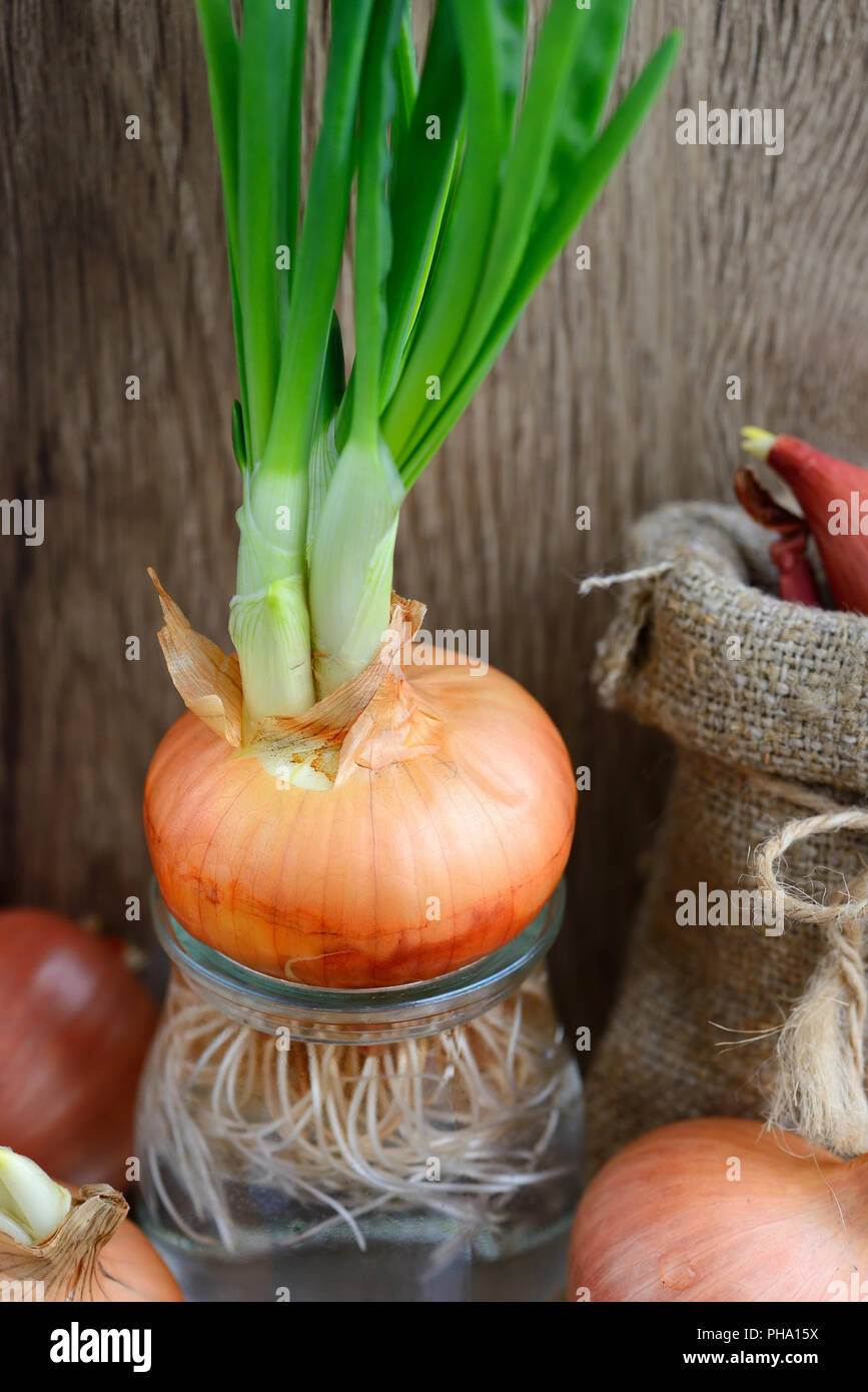 Onions in containers hi-res stock photography and images - Alamy