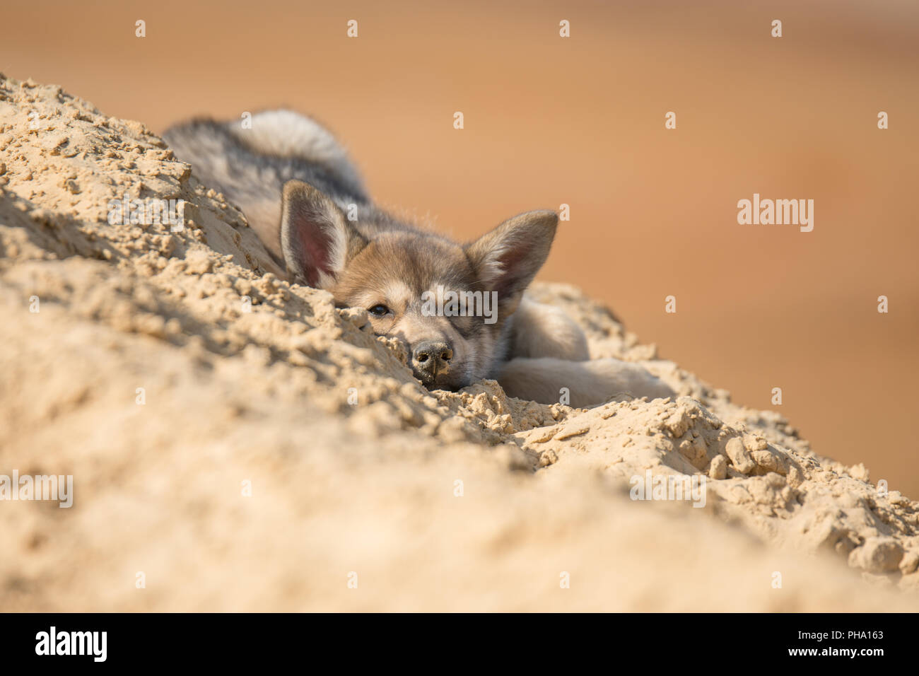 Tamaskan hi-res stock photography and images - Alamy