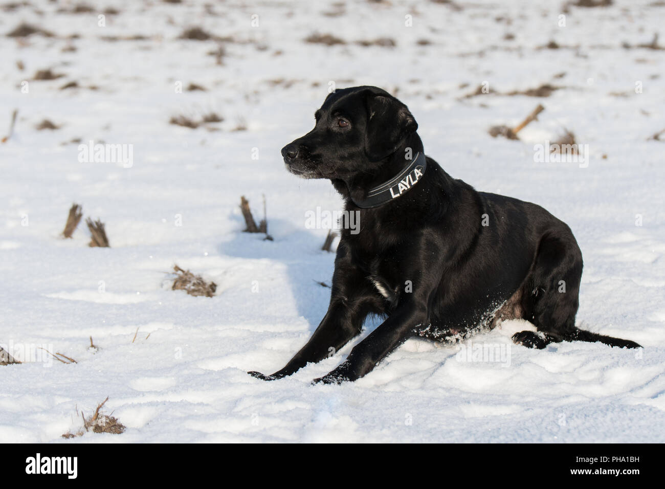 Labrador in the snow hi-res stock photography and images - Alamy