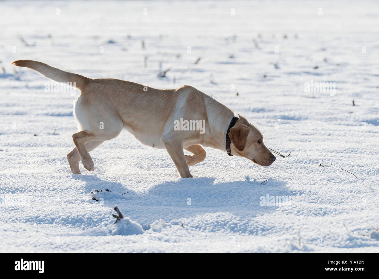 Labrador in the snow Stock Photo - Alamy