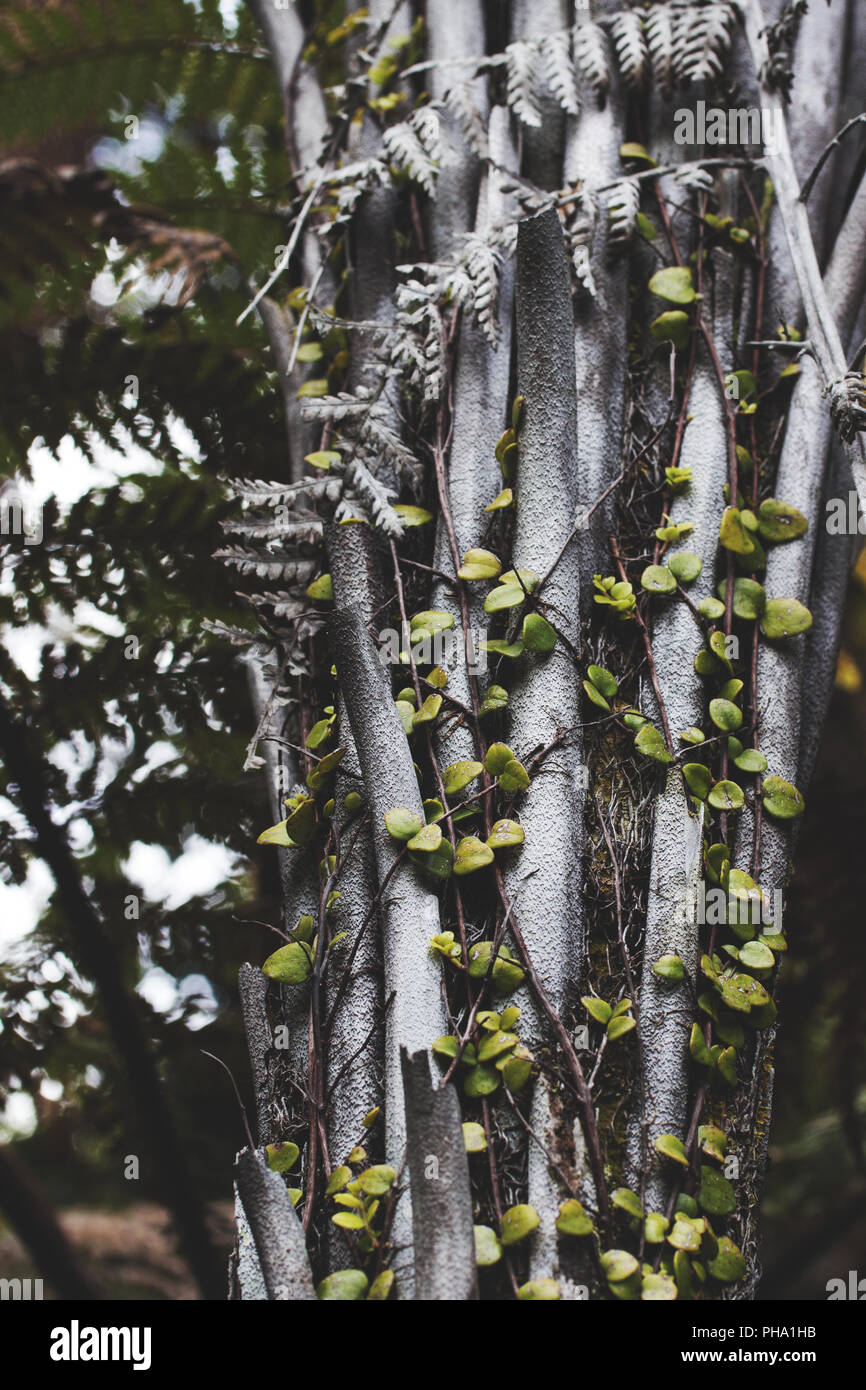Tree fern trunk Stock Photo - Alamy