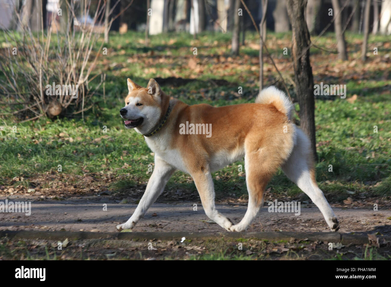Walking proud hi-res stock photography and images - Alamy