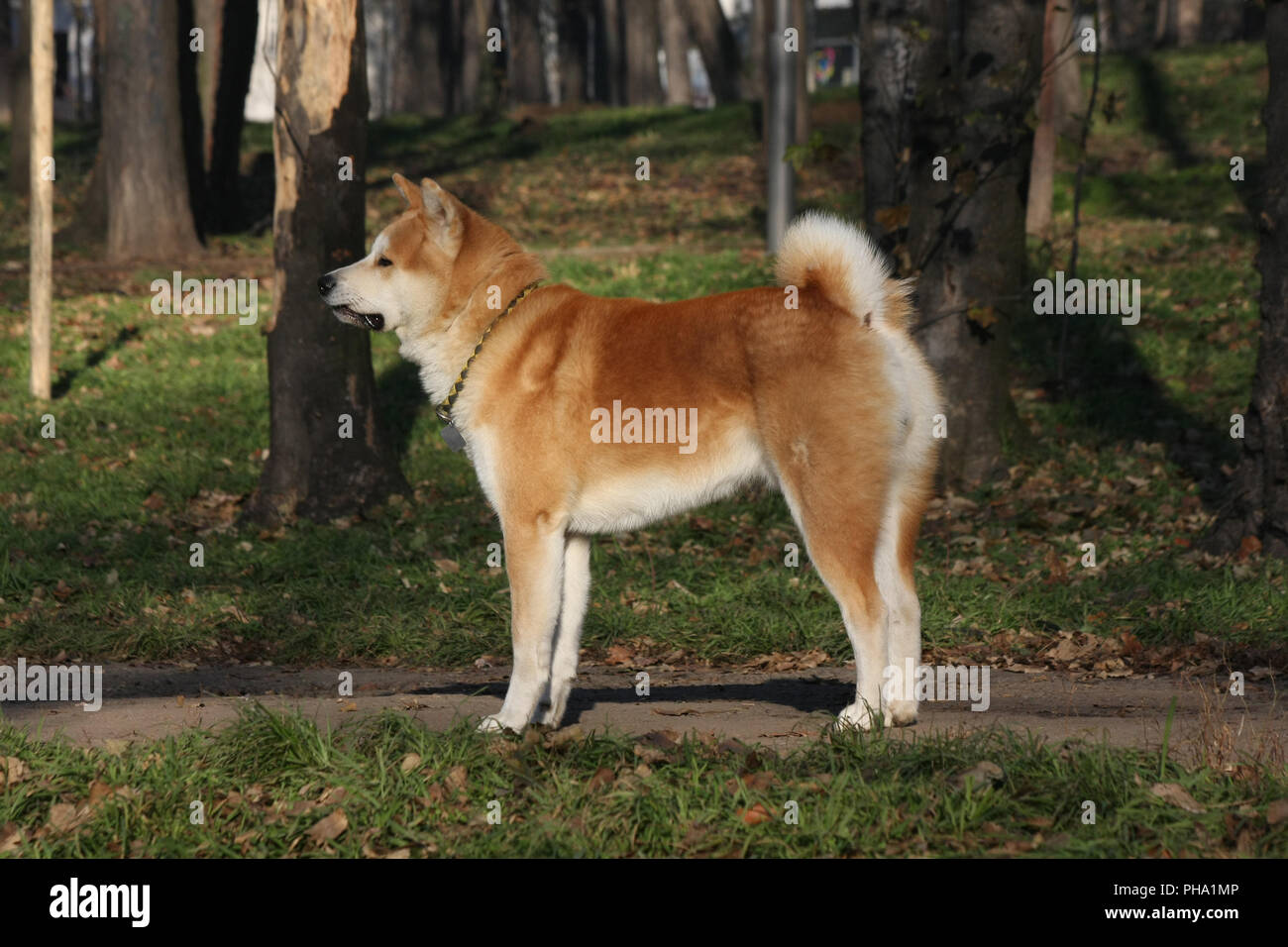 Japanese forest animals hi-res stock photography and images - Alamy