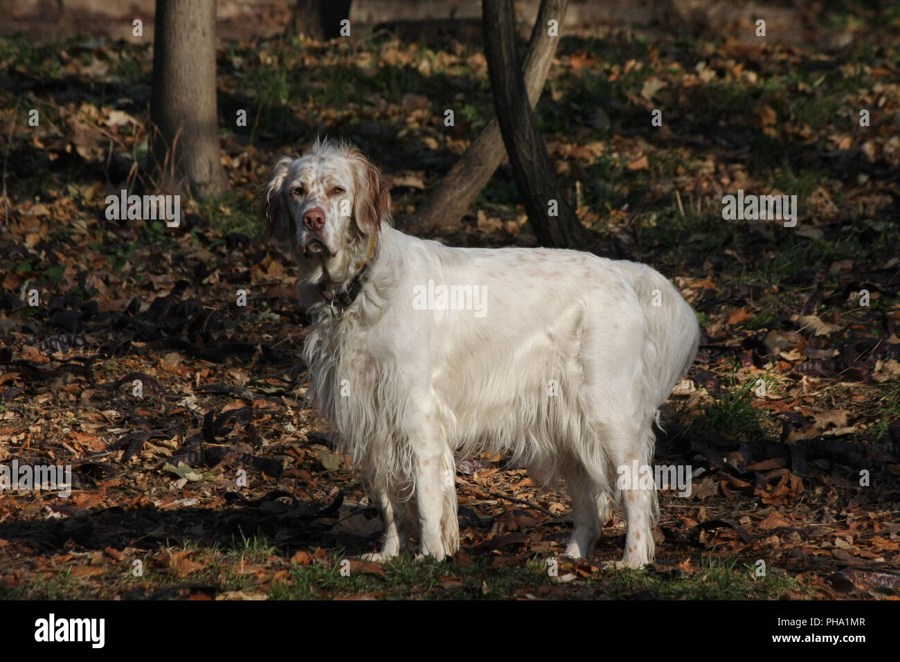 Beautiful English setter posing in the forest Stock Photo - Alamy