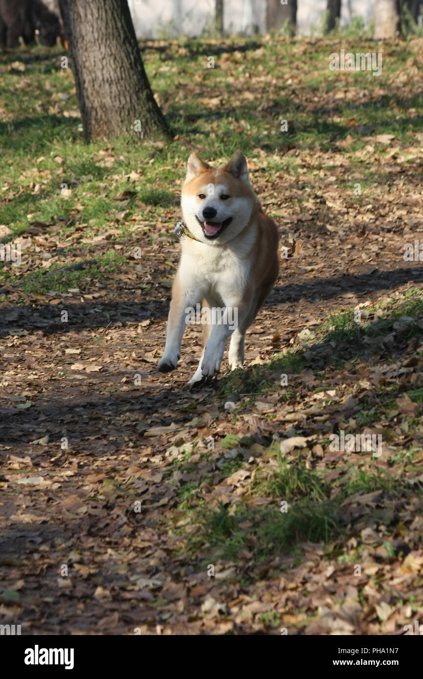 Walking running hi-res stock photography and images - Alamy
