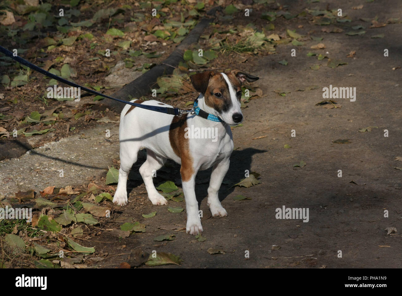 Beautiful Jack Russell Terrier posing in the forest Stock Photo - Alamy