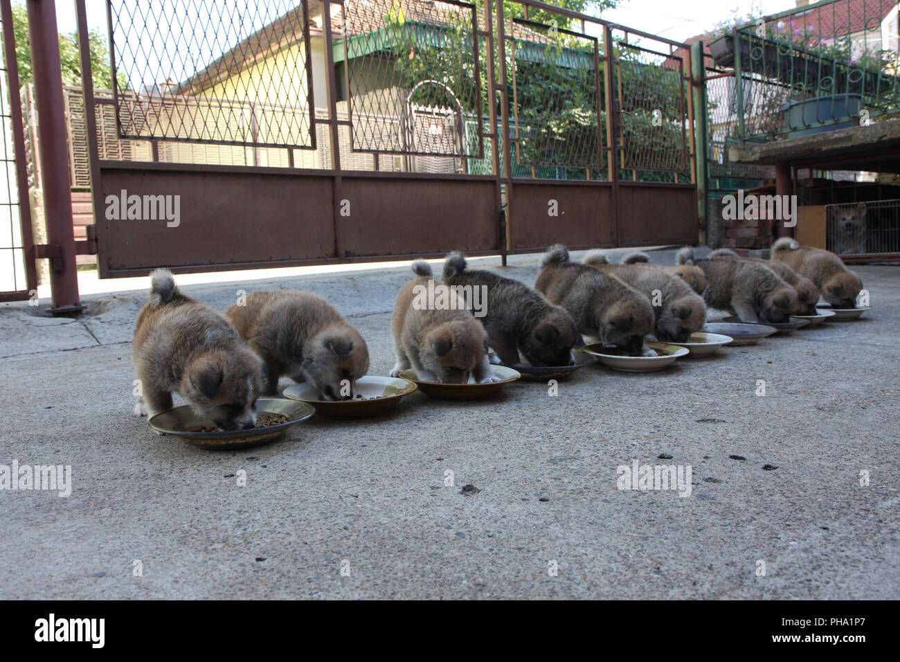 Ten cute puppies eating in the yard Stock Photo - Alamy