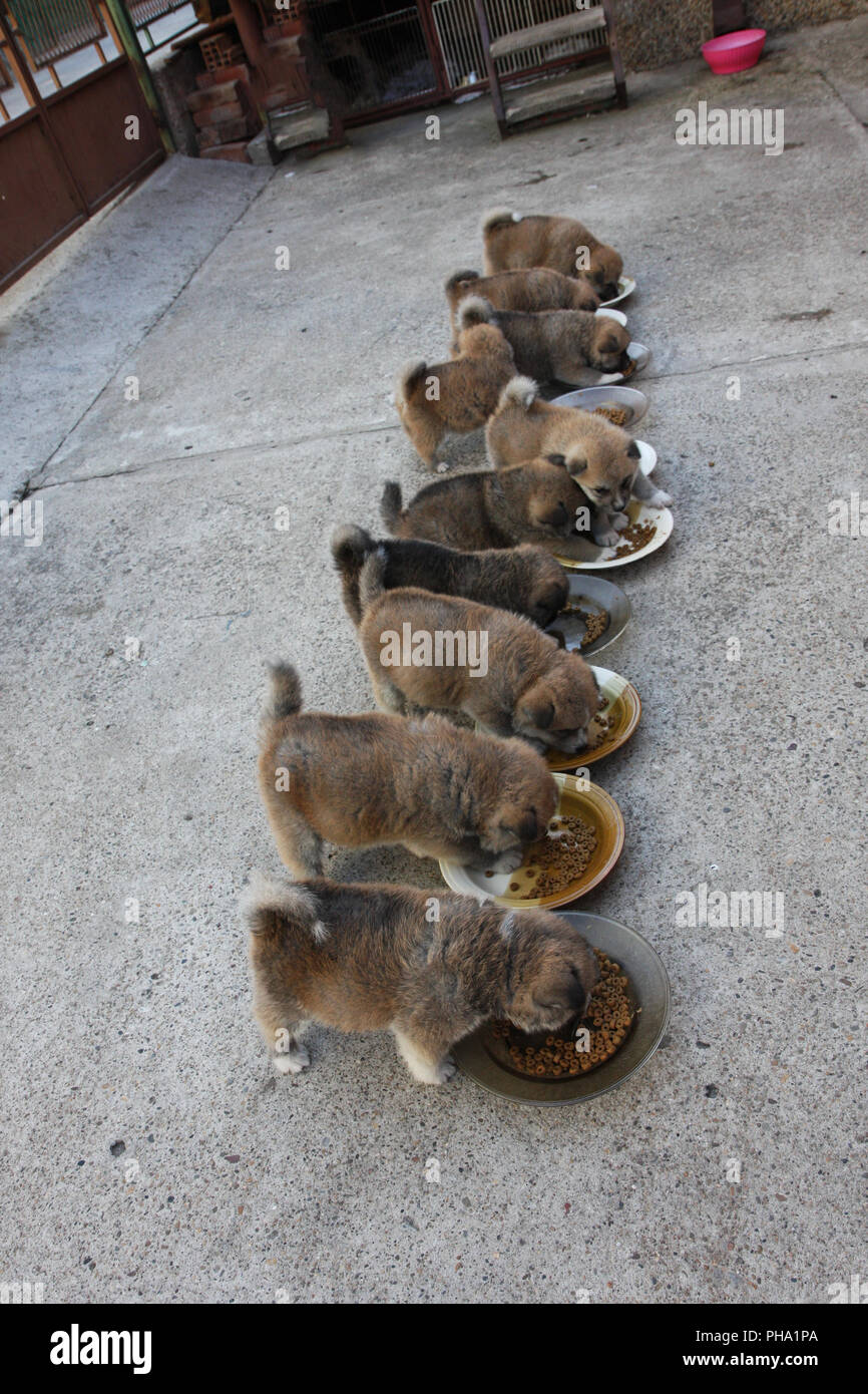 Ten cute puppies eating in the yard Stock Photo - Alamy
