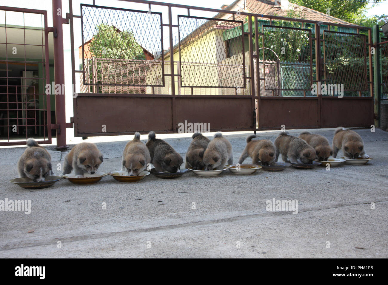 Ten cute puppies eating in the yard Stock Photo - Alamy