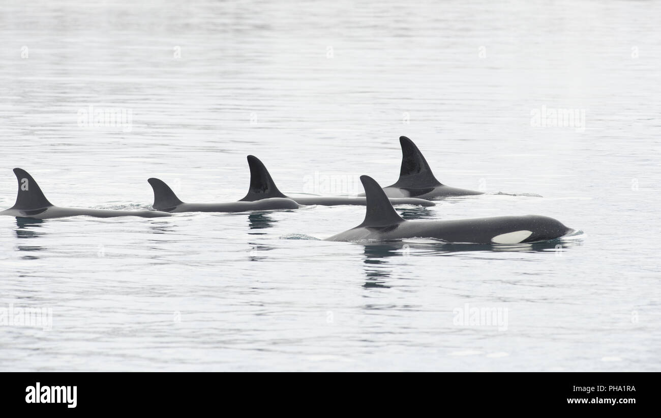 Pod of Orcas Stock Photo - Alamy