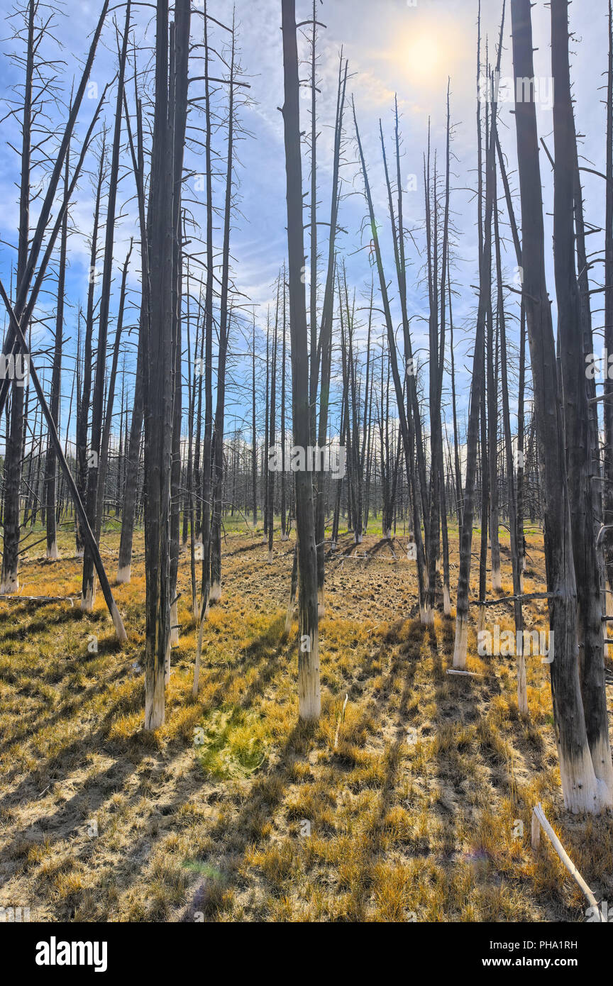 Wyoming dead trees in hi-res stock photography and images - Alamy