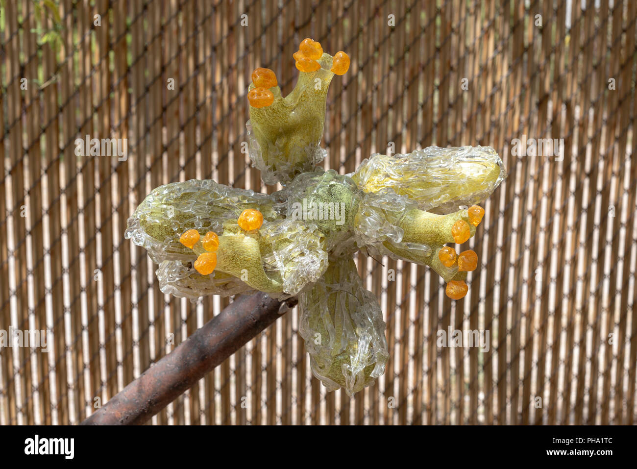 Glass cactus hi-res stock photography and images - Alamy