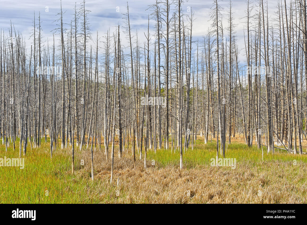 Dead grass trees hi-res stock photography and images - Alamy