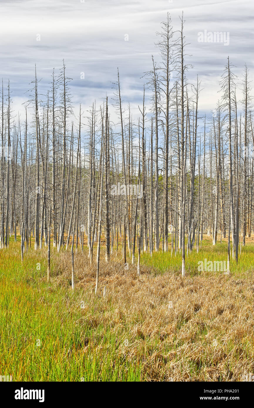Yellowstone national park grand loop hi-res stock photography and ...