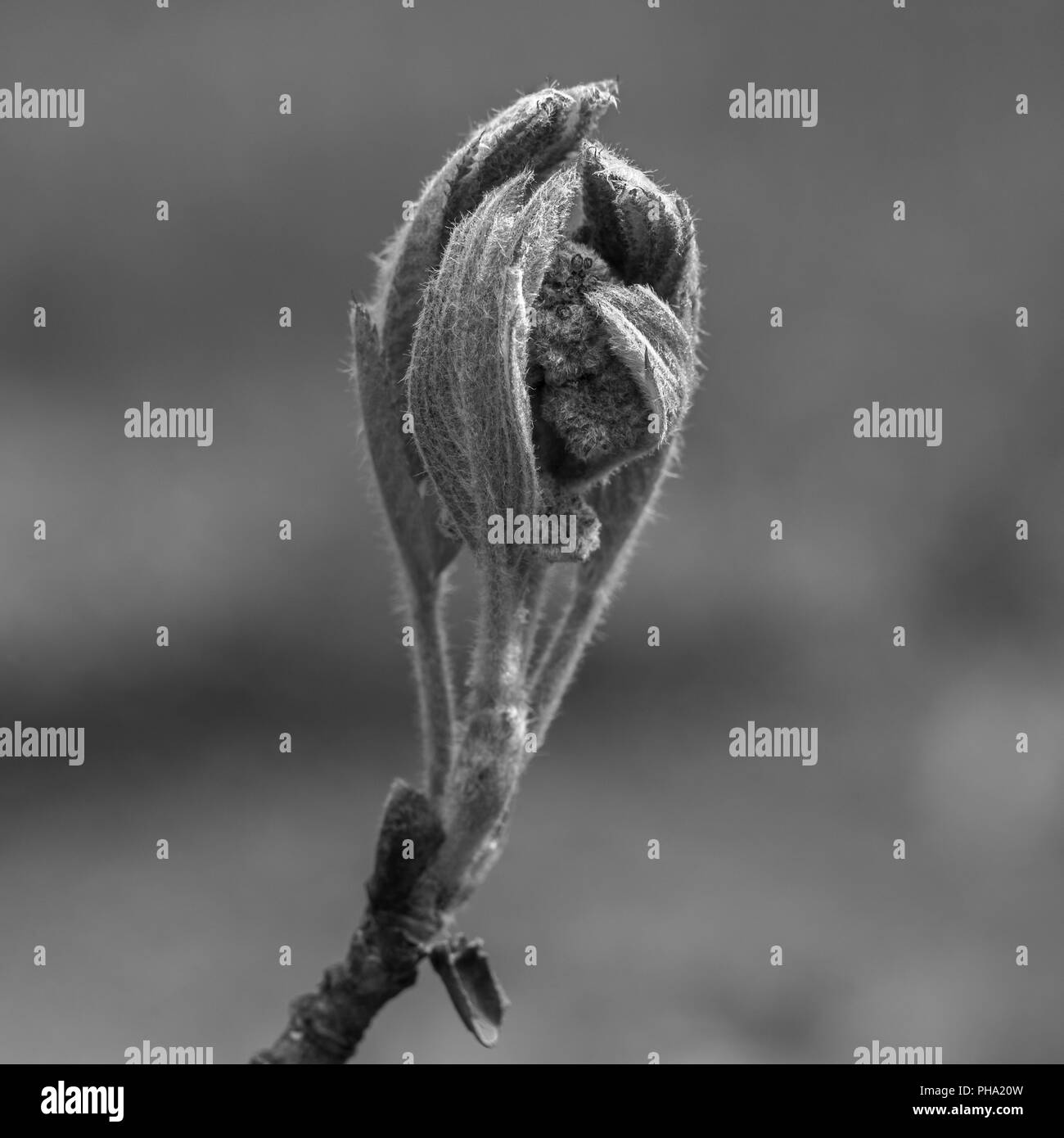 Tree branches of tree flowering Black and White Stock Photos & Images ...