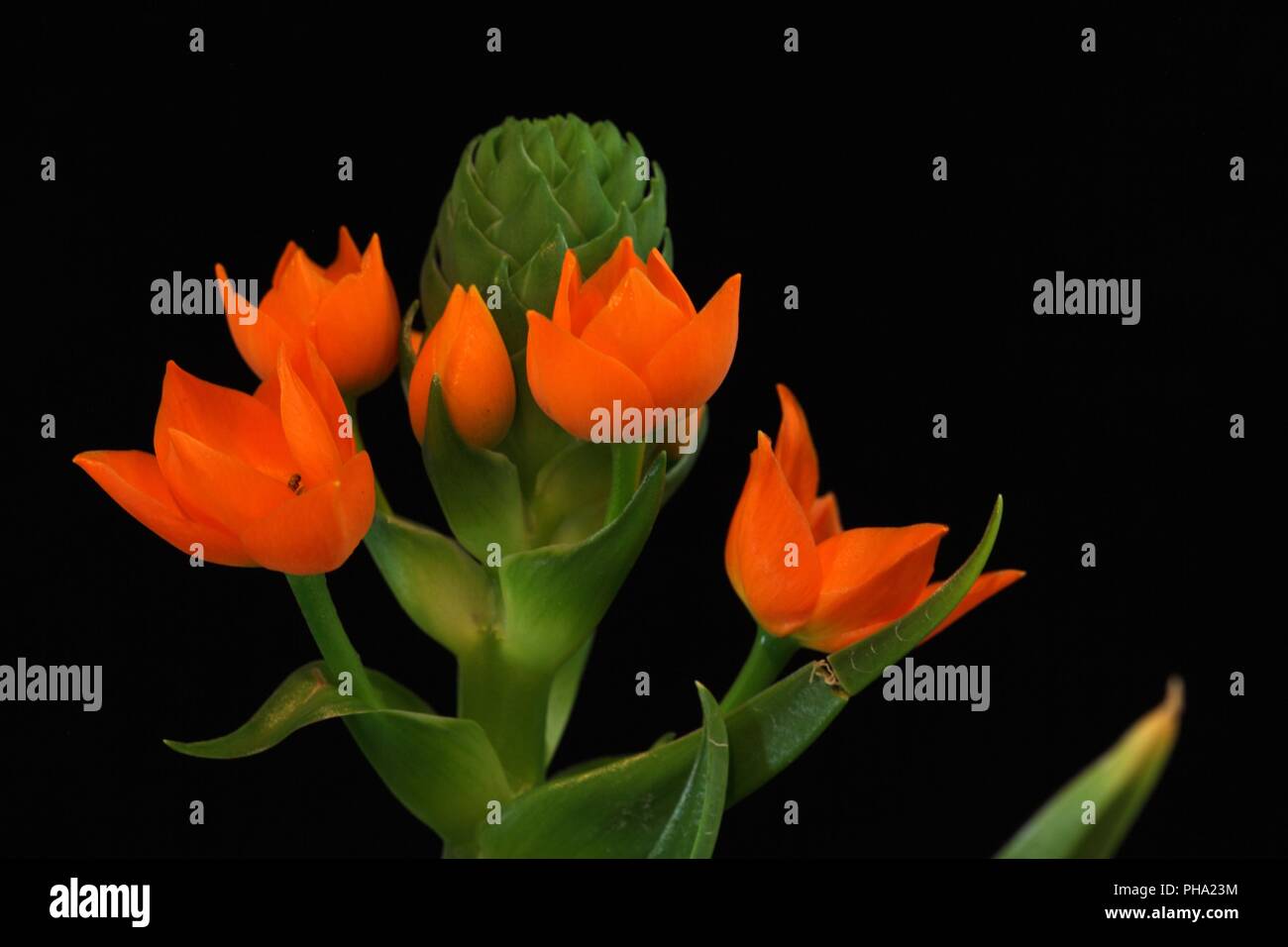 Flower of the Star of Bethlehem Plant (Ornithogalum dubium Stock Photo ...
