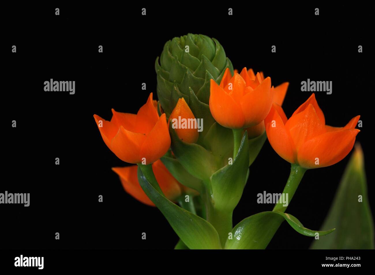 Flower of the Star of Bethlehem Plant (Ornithogalum dubium Stock Photo ...