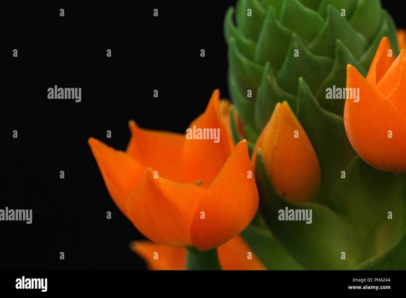 Flower of the Star of Bethlehem Plant (Ornithogalum dubium Stock Photo ...